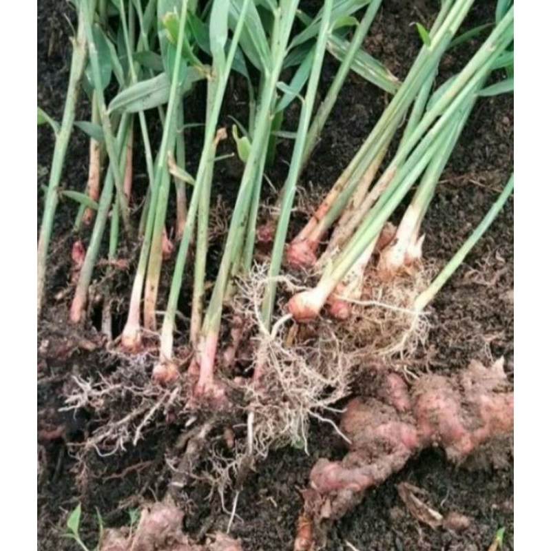 Jual BIBIT JAHE SEGAR BATANGAN EMPRIT/GAJAH | Shopee Indonesia