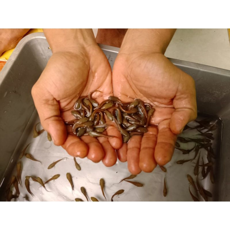 Jual maru riau | Shopee Indonesia