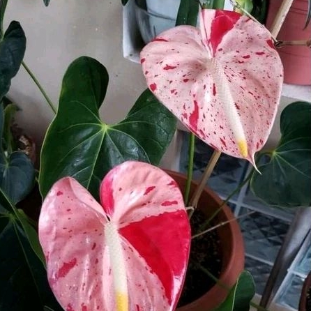 Jual TANAMAN HIAS ANTHURIUM MICKEY MOUSE PINK SPLASH | Shopee Indonesia