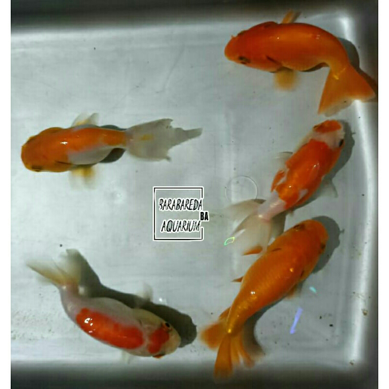 Jual ikan koki rancu | Shopee Indonesia