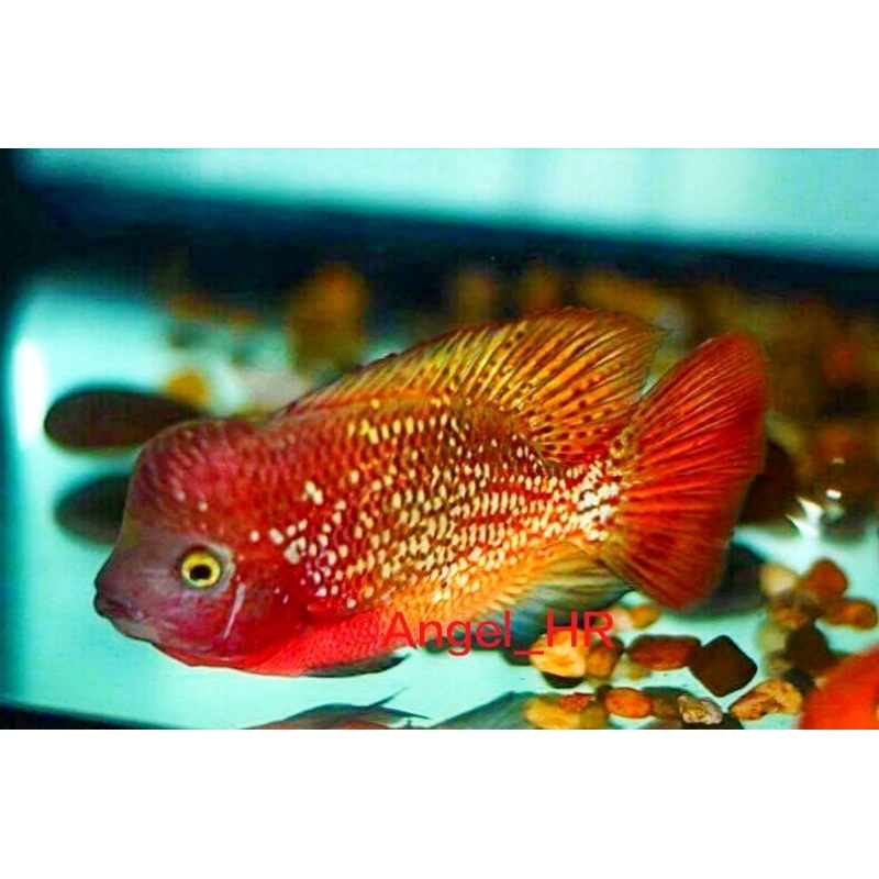 Jual HR-Burayak super red kamfa f1 vieja synspilum original | Shopee ...