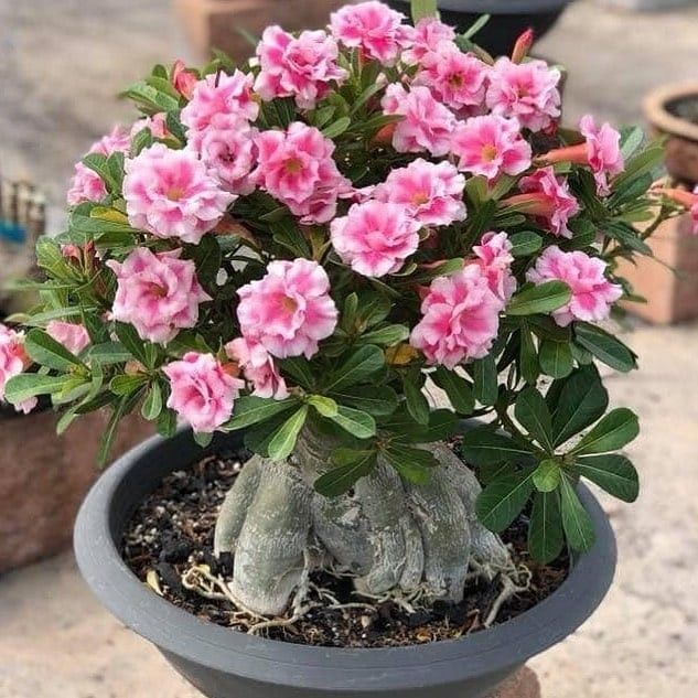 Jual ADENIUM BUNGA MULTI WARNA TANAMAN HIDUP IMPALA KAMBOJA ADENIUM ...