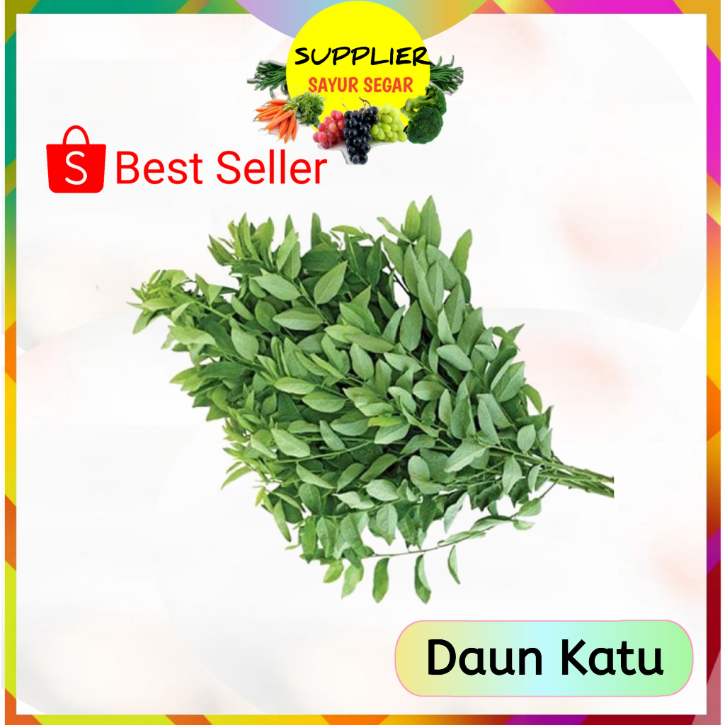 Jual Sayur daun Katuk Katu Per Ikat - Supplier Sayuran Segar Palembang ...