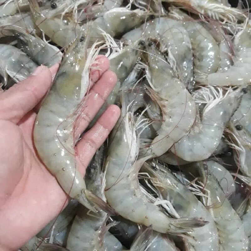Jual udang super jumbo segar ukuran besar udang peci ukuran jumbo udang ...