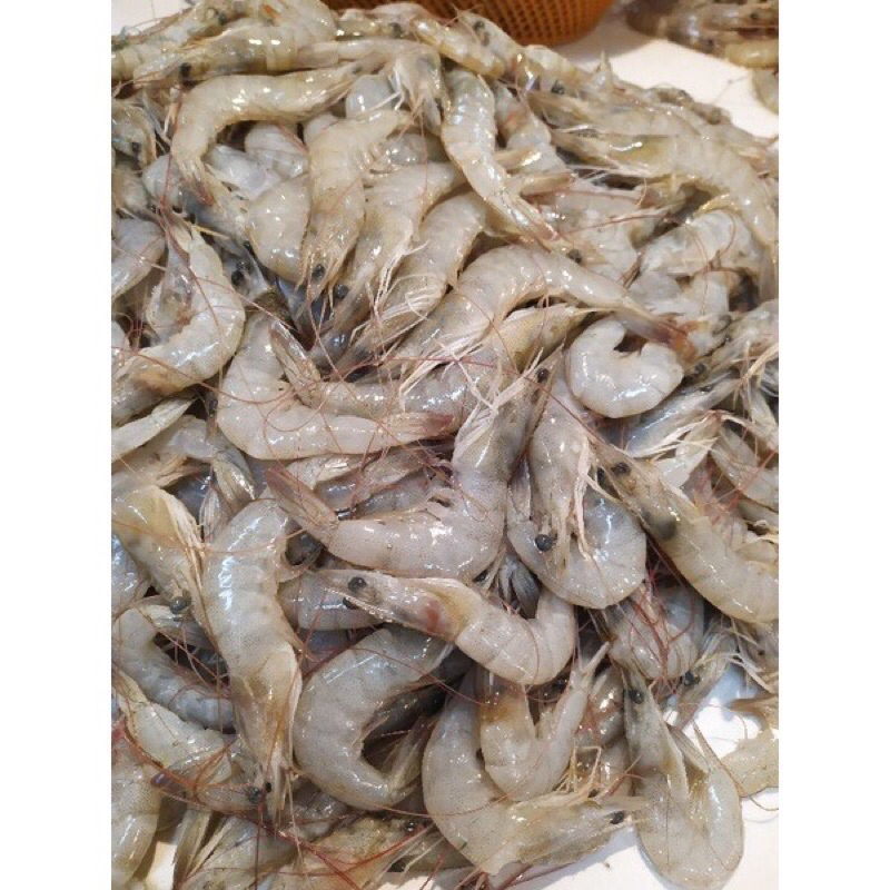 Jual udang segar fresh bandung udang peci segar udang vaname | Shopee ...