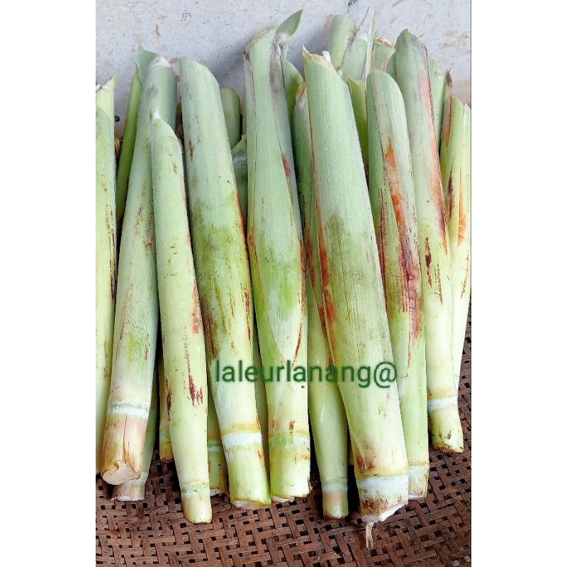 Jual terubuk sayur segar fresss 1 kg | Shopee Indonesia