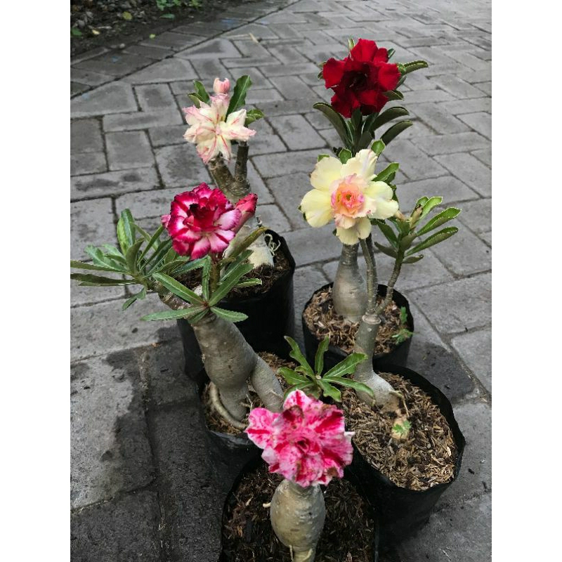 Jual Paket 2 Tanaman adenium | Shopee Indonesia