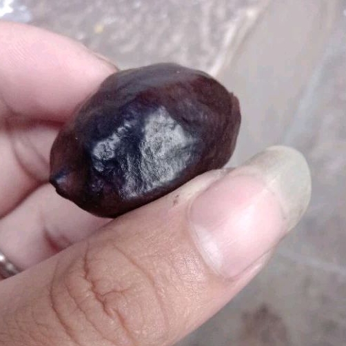 Jual muncang adu jawa ori | Shopee Indonesia