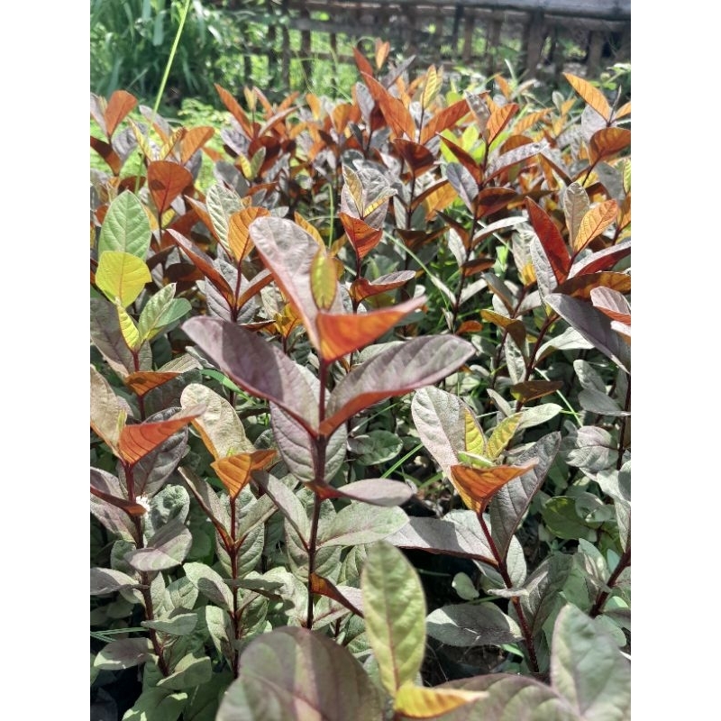 Jual BIBIT jambu red australia super (beli 5 gratis 1) | Shopee Indonesia