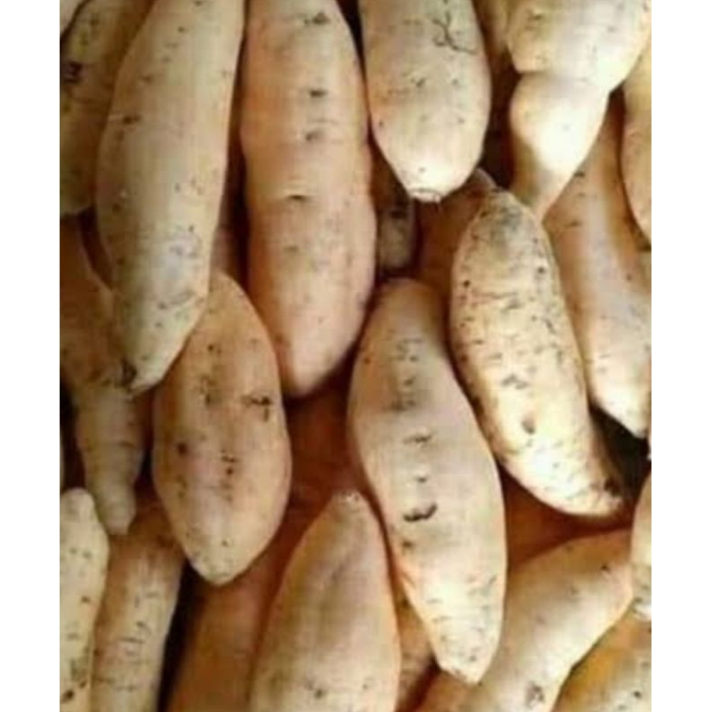 Jual ketala rambat madu / ubi tela madu enak manis 1 kg | Shopee Indonesia