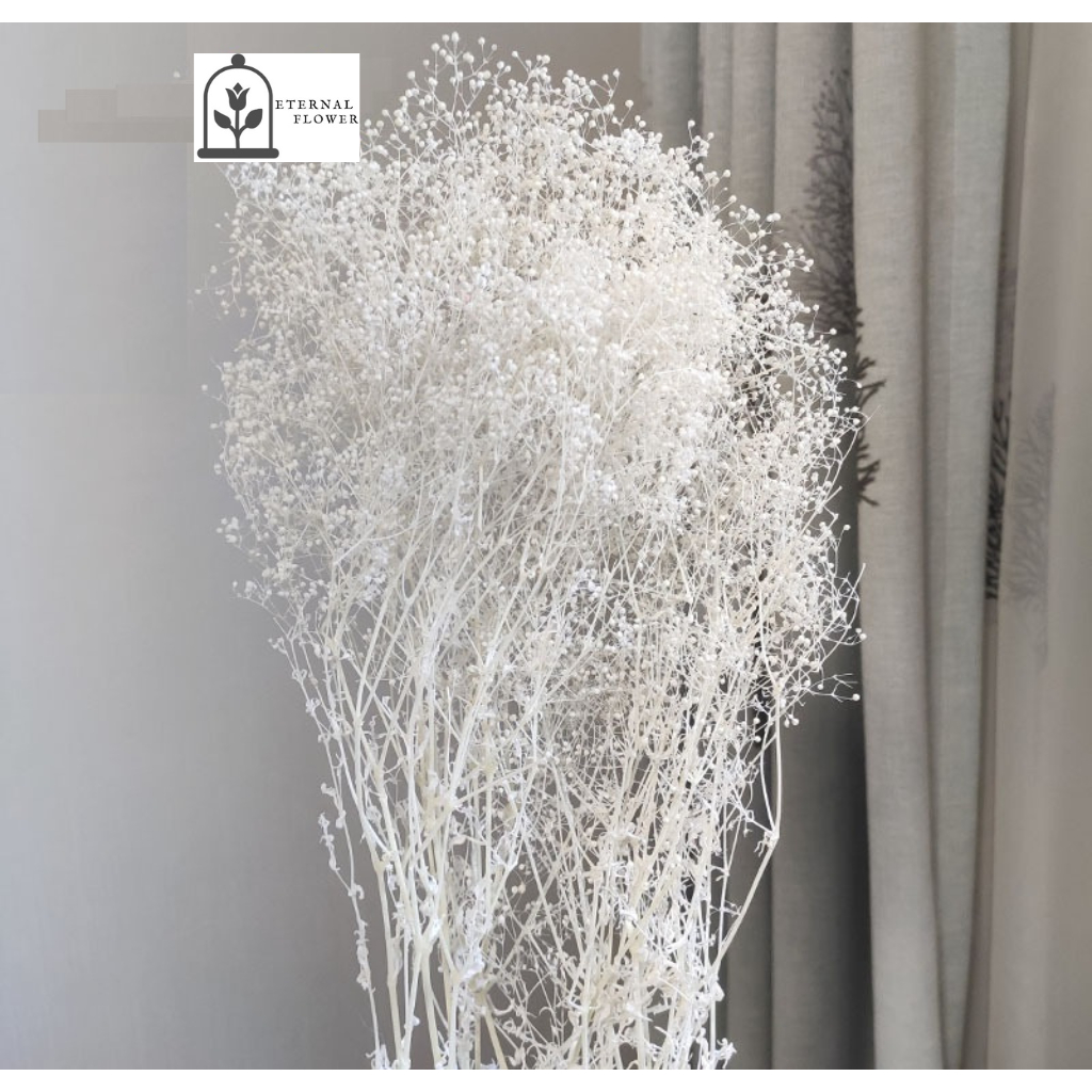 Jual (100 gr) Preserved Bleach Baby Breath / Dried Flower Awetan ...