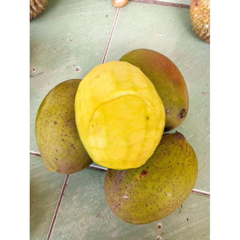Jual buah pakel mateng pohon asli jepara/1 kilo | Shopee Indonesia