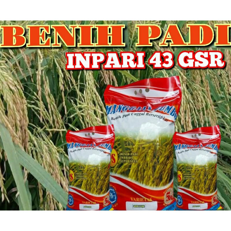 Jual BENIH PADI INPARI 43 GSR KEMASAN 5KG LABEL UNGU | Shopee Indonesia