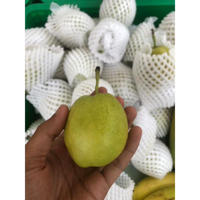 Jual Pir Xianglie Manis 600 kg | Shopee Indonesia