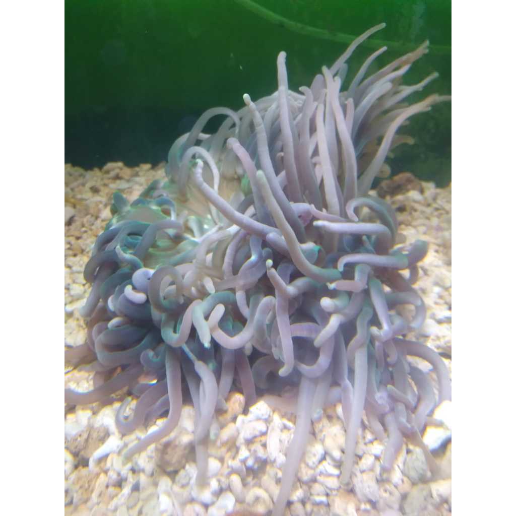 Jual Anemon MODEL - Red Base Anemone | Shopee Indonesia