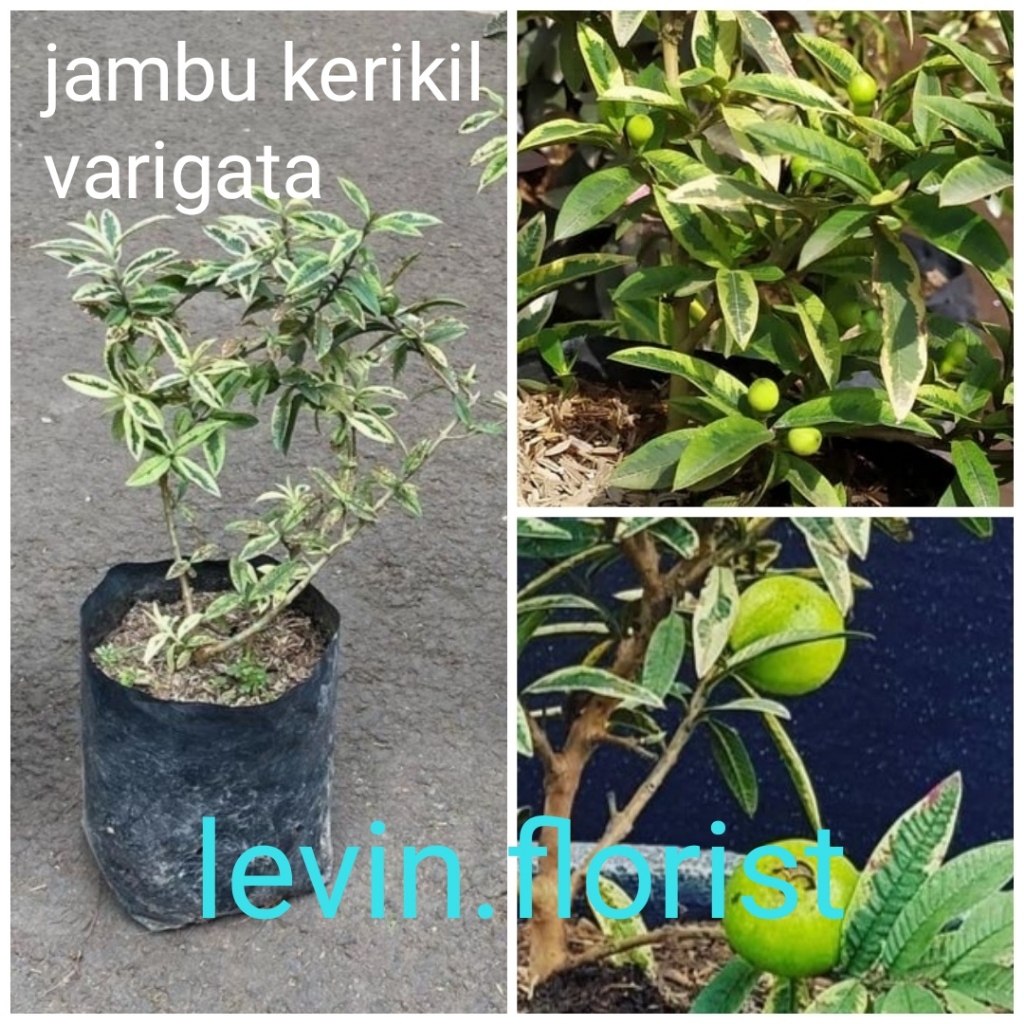 Jual Jambu kerikil varigata berbunga atau berbuah / jambu mini ...