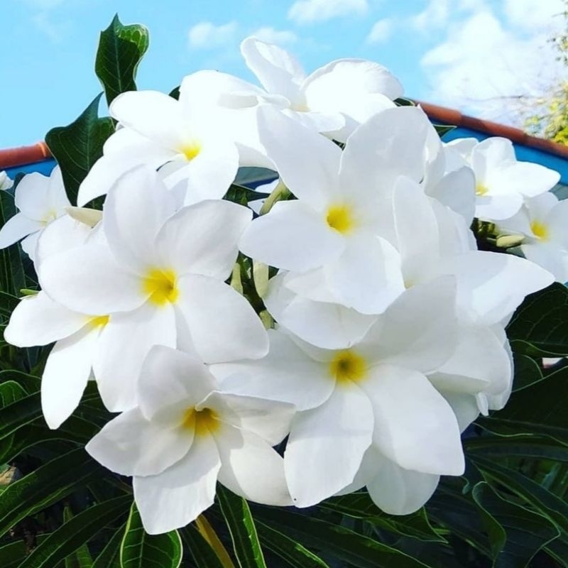 Jual [80cm] Plumeria pudica / kamboja pengantin putih/ pagoda putih ...