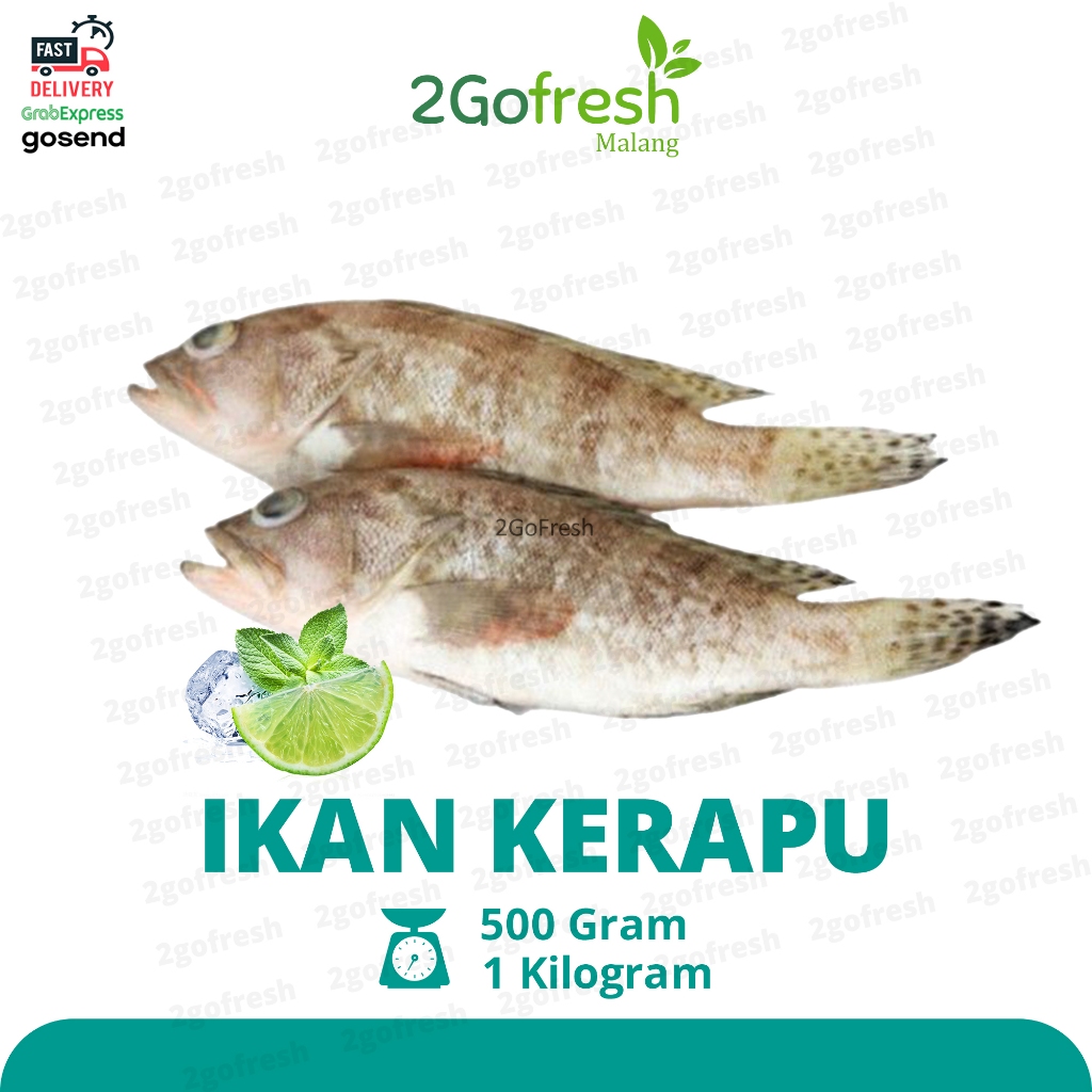 Jual Ikan Kerapu Segar Fresh - Sayur Sayuran | Shopee Indonesia