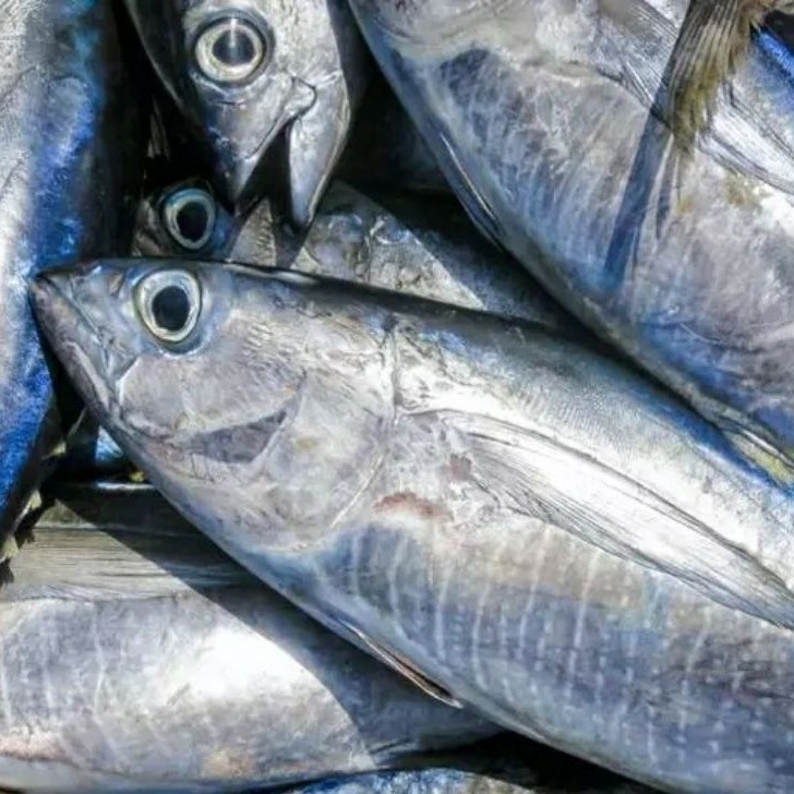 Jual Ikan Baby Tuna 1 kg | Shopee Indonesia