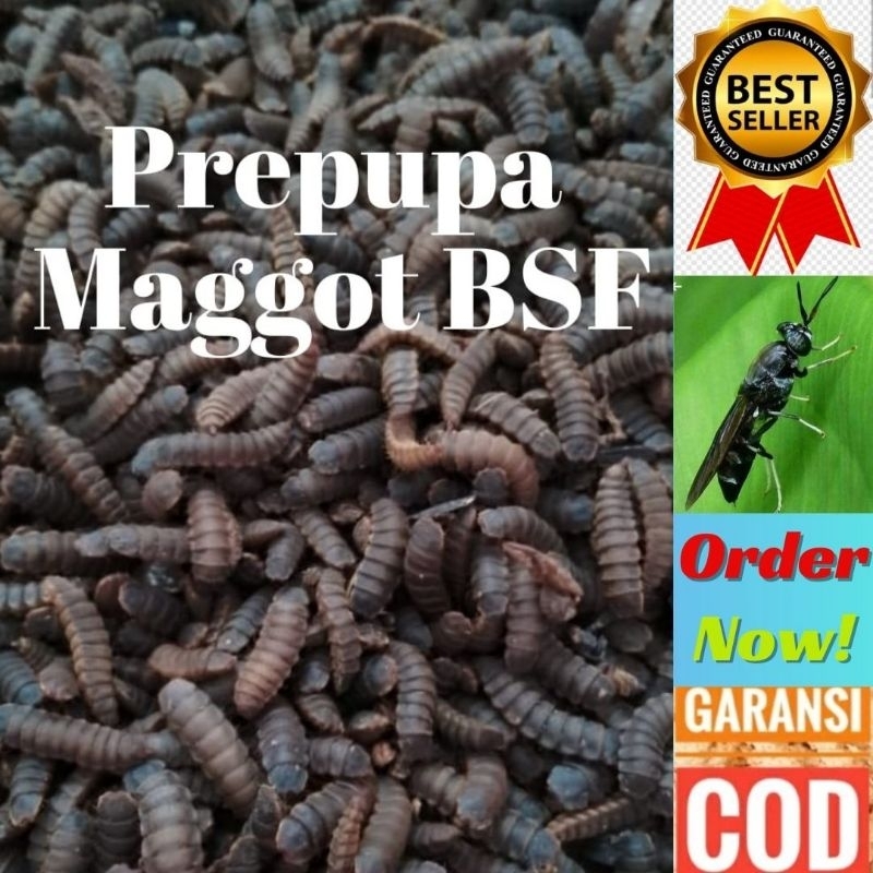 Jual Preepupa Maggot BSF, bibit lalat BSF bibit magot termurah 1/2 kg penghasil telur magot bsf ...