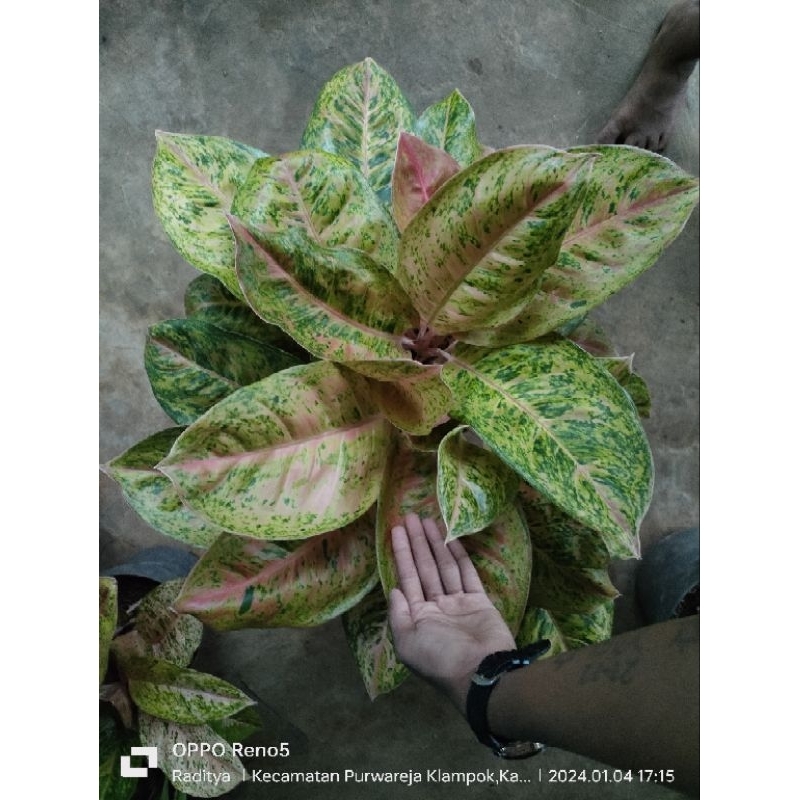 Jual bigroy lemon daun lebar rumpun | Shopee Indonesia