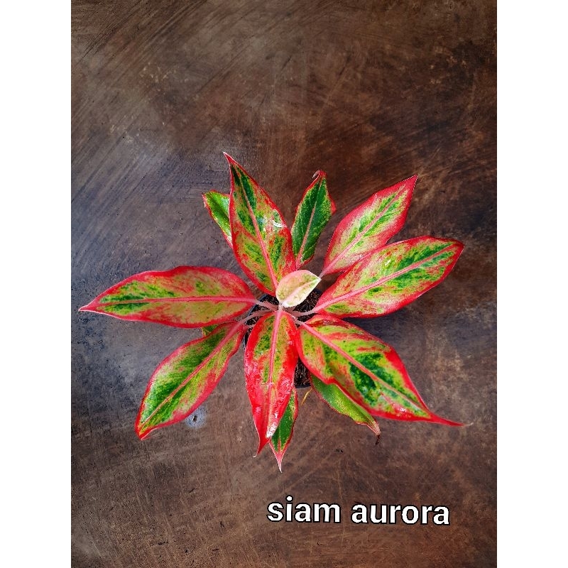 Jual Mahasety Aglonema Mahasety Merah Mutasi Tanaman Hias Aglonema ... Jual Mahasety Aglonema Mahasety Merah Mutasi Tanaman Hias Aglonema ...