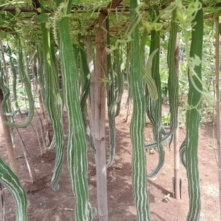 Jual Bibit Belut Terlengkap & Harga Terbaru Juni 2024 | Shopee Indonesia
