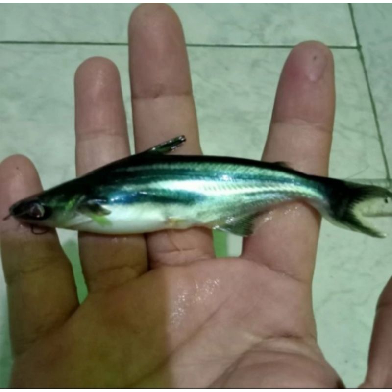 Jual Bibit Patin ukuran 9-10 cm(isi 30 ekor) | Shopee Indonesia