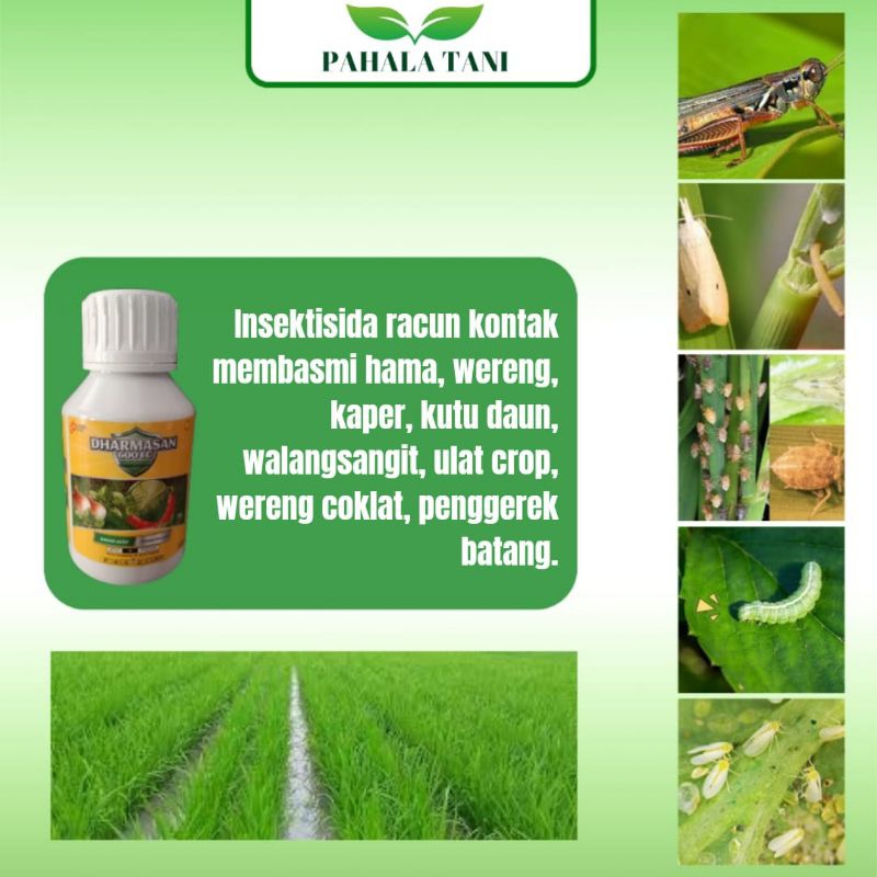 Jual DHARMASAN 600EC/fentoat 600g/l/insektisida/hama kaper/kutudaun ...