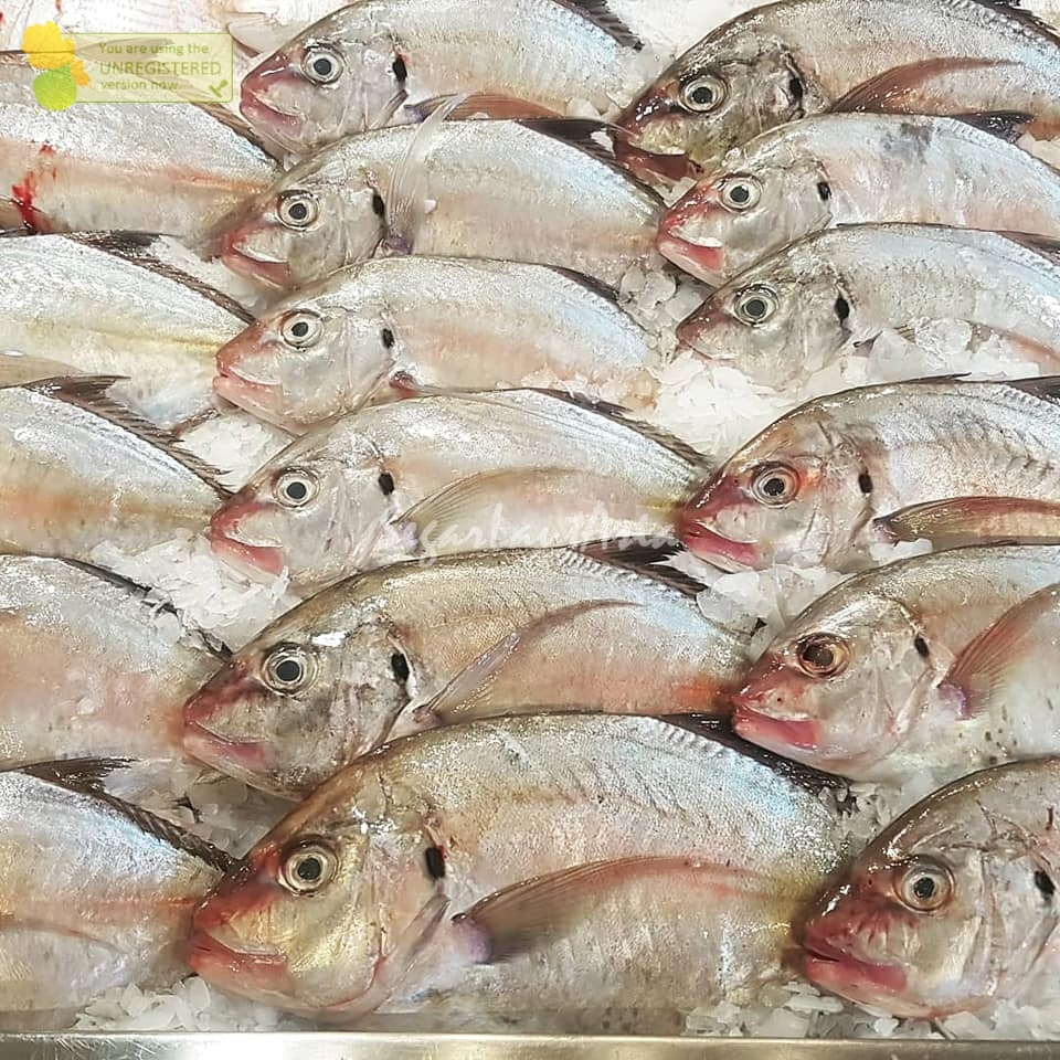 Jual Ikan Kuwe Segar Ikan Kuwe Gepeng Jumbo 1Kg | Shopee Indonesia Jual Ikan Kuwe Segar Ikan Kuwe Gepeng Jumbo 1Kg | Shopee Indonesia