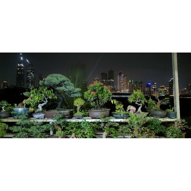 Jual Bonsai Shito 100K 3 pohon | Shopee Indonesia