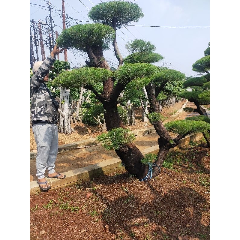 Jual Tanaman bonsai Cemara LINK PESANAN udang ukuran 1,5 meter tanaman ...