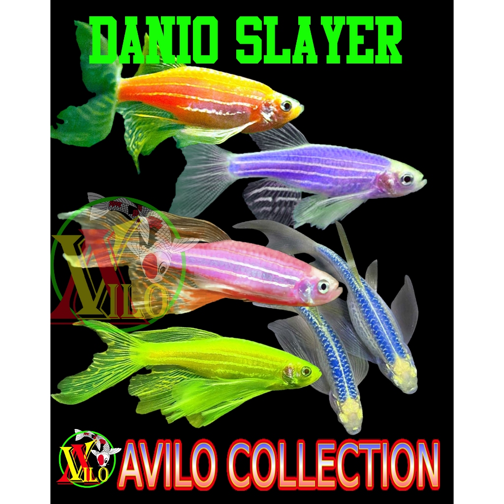 Jual ojek ikan hias danio slayer warna glow size kecil | Shopee Indonesia
