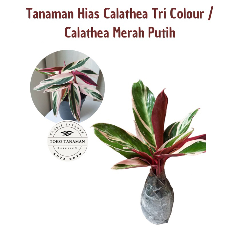Jual Tanaman Hias Calathea Tri Colour | Shopee Indonesia