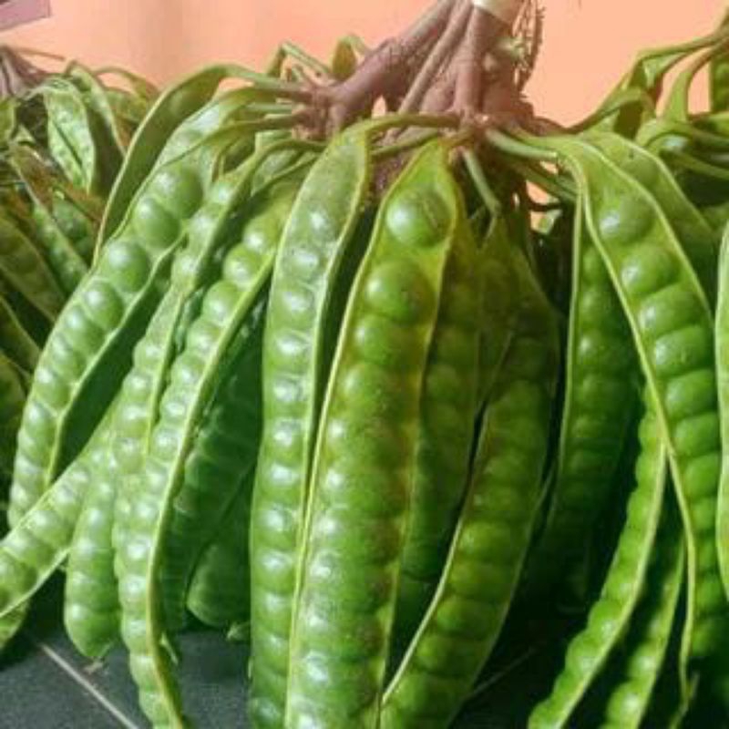 Jual Pete padi manis sedang mantap pete wonogiri pete jaw | Shopee ...