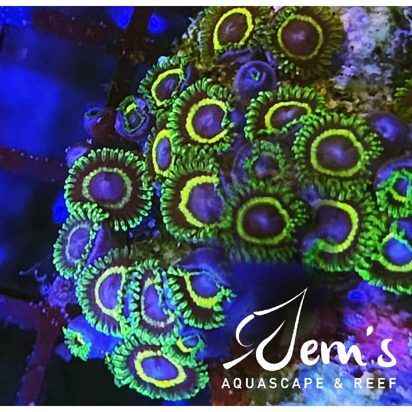 Jual Coral Frag Glo Worm Zoanthids | Shopee Indonesia