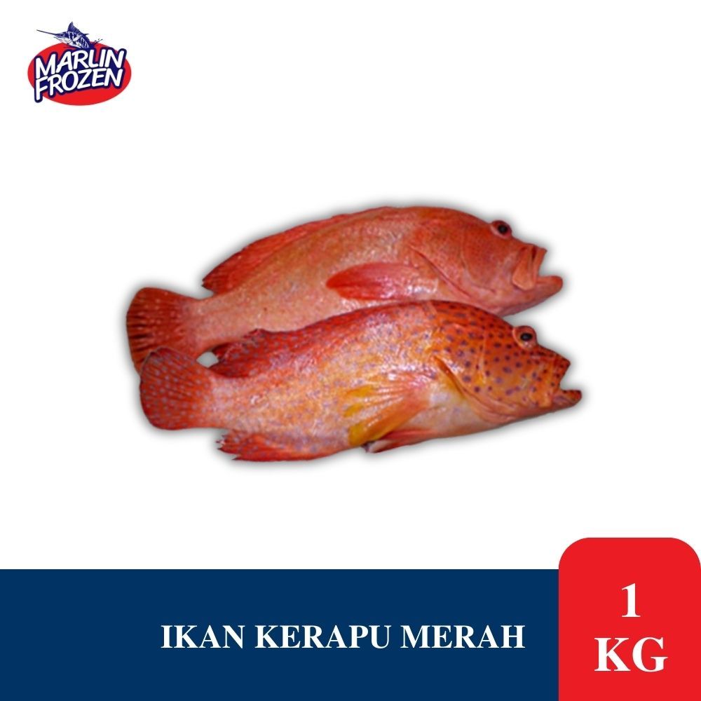 Jual Ikan Kerapu Merah 1 Kg / Ikan Kerapu Sunu Merah / Ikan Kerapu ...