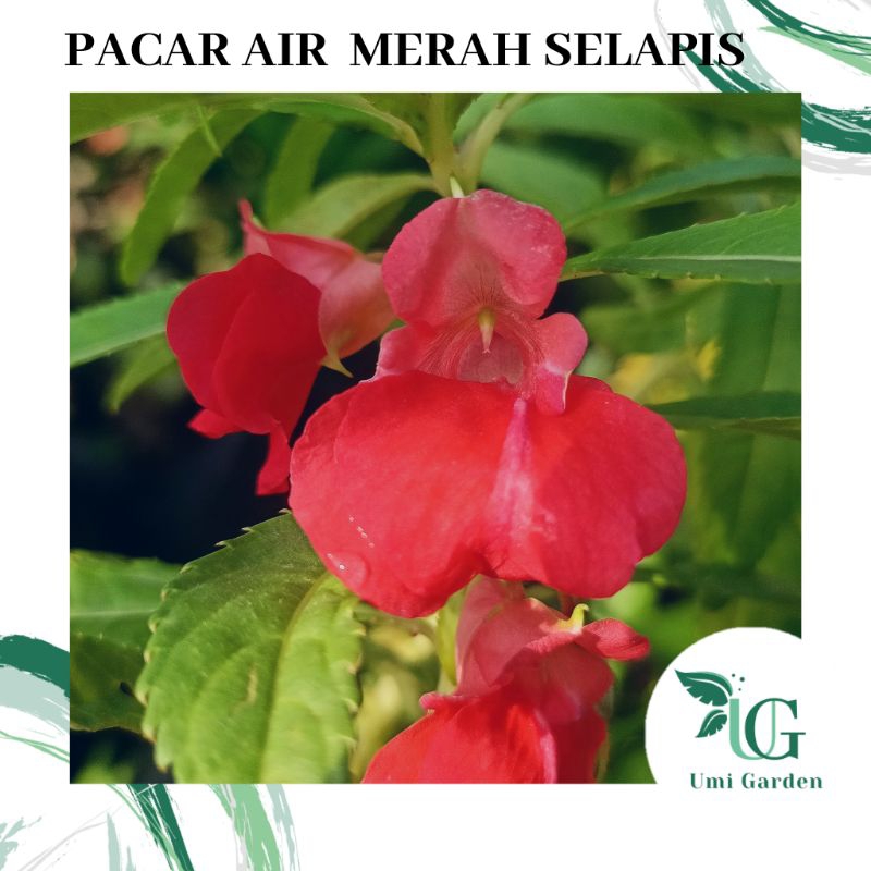 Jual 50 Biji Benih Bunga Pacar Air Merah Selapis Impatiens Balsamina ...