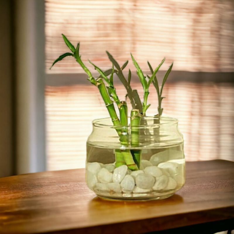 Jual Vas Kaca Kyoto Bunga Bening Tabung mini Pot Kaca Tanaman Hias Air ...