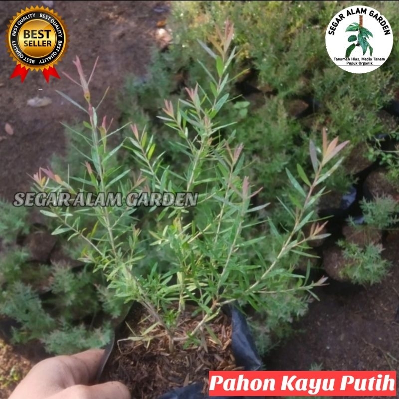 Jual Bibit Pohon Kayu Putih Tinggi 30-40cm | Shopee Indonesia