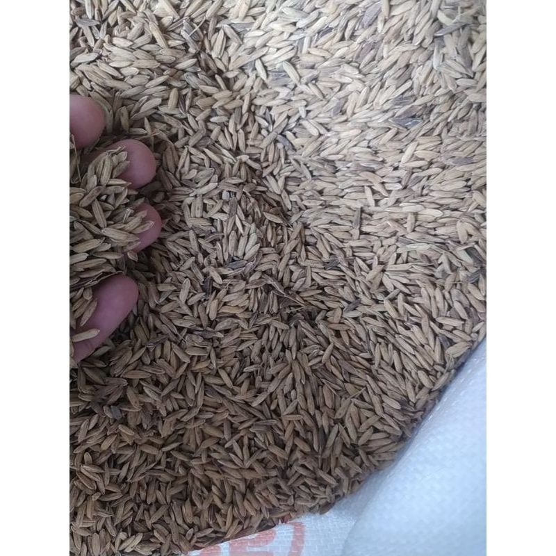 Jual Gabah putih Gabah Beras Putih 1kg | Shopee Indonesia