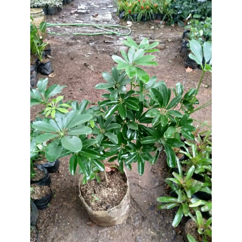 Jual TANAMAN HIAS WALISONGO HIJAU - WALISONGO HIJAU RIMBUN - TANAMAN HIDUP | Shopee Indonesia