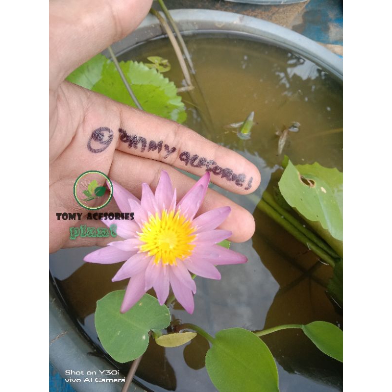 Jual teratai bunga pink tropical tanaman hias bunga kolam | Shopee ...