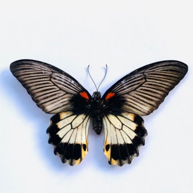 Jual awetan serangga kupu2 papilio | Shopee Indonesia