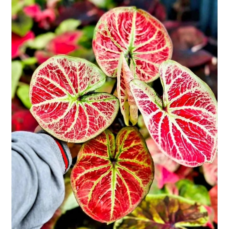 Jual Caladium Tembikai 1-3 Daun Tanaman Keladi Hias Murah Impor ...