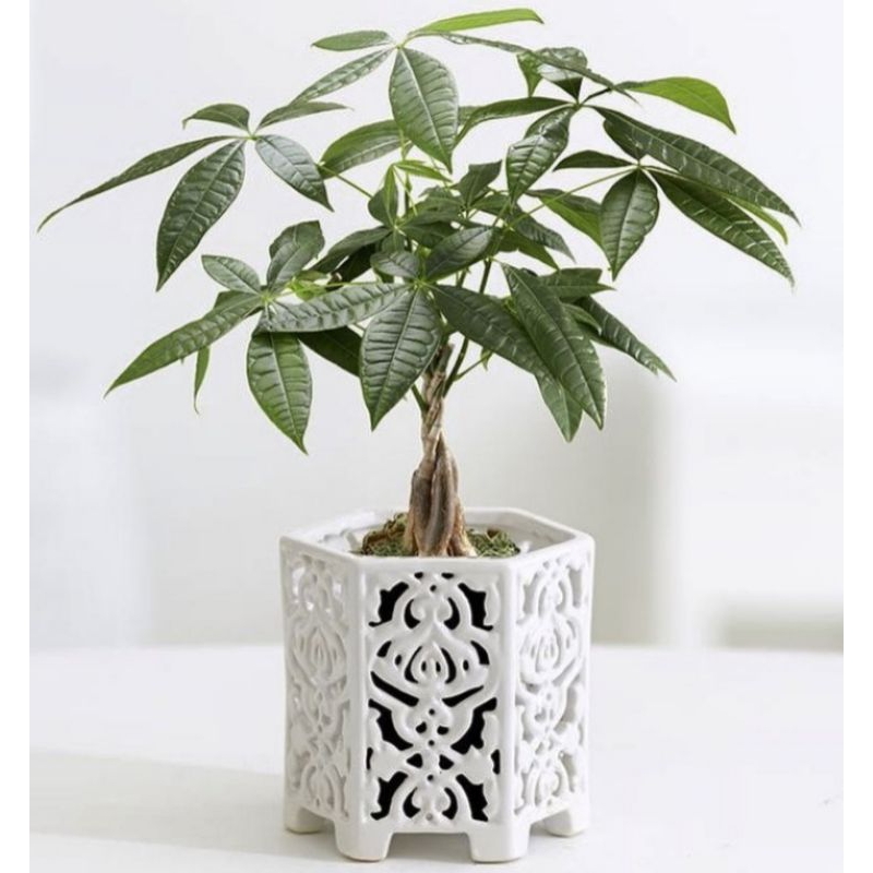 Jual TANAMAN PACIRA - POHON UANG -TANAMAN HOKI-MONEY TREE | Shopee ...