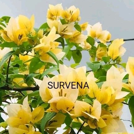 Jual Tanaman Hias Bougenville Survena Import Ori 100 Atau Bunga Kertas