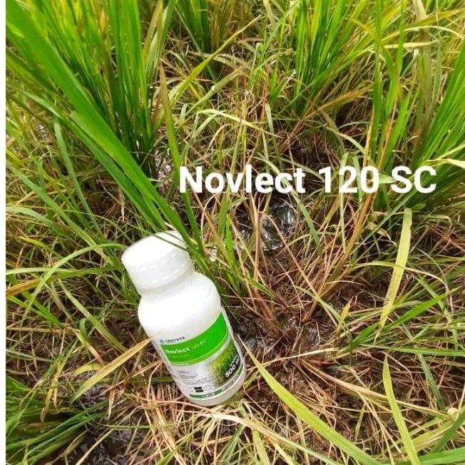 Jual Herbisida NOVLECT 120EC Kemasan 125ml (Repack) dan 500ml | Shopee ...