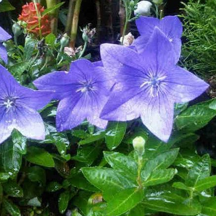 Jual Si Cantik Blue Bell, Bunga Semusim Mirip Bintang | Shopee Indonesia