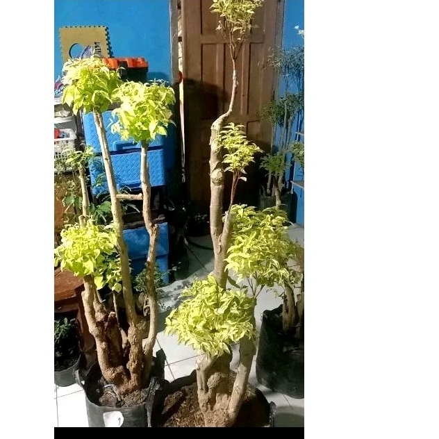 Jual Bonsai Anting Putri Taman Bonggol Besar Berkarakter 1meter Aup ...
